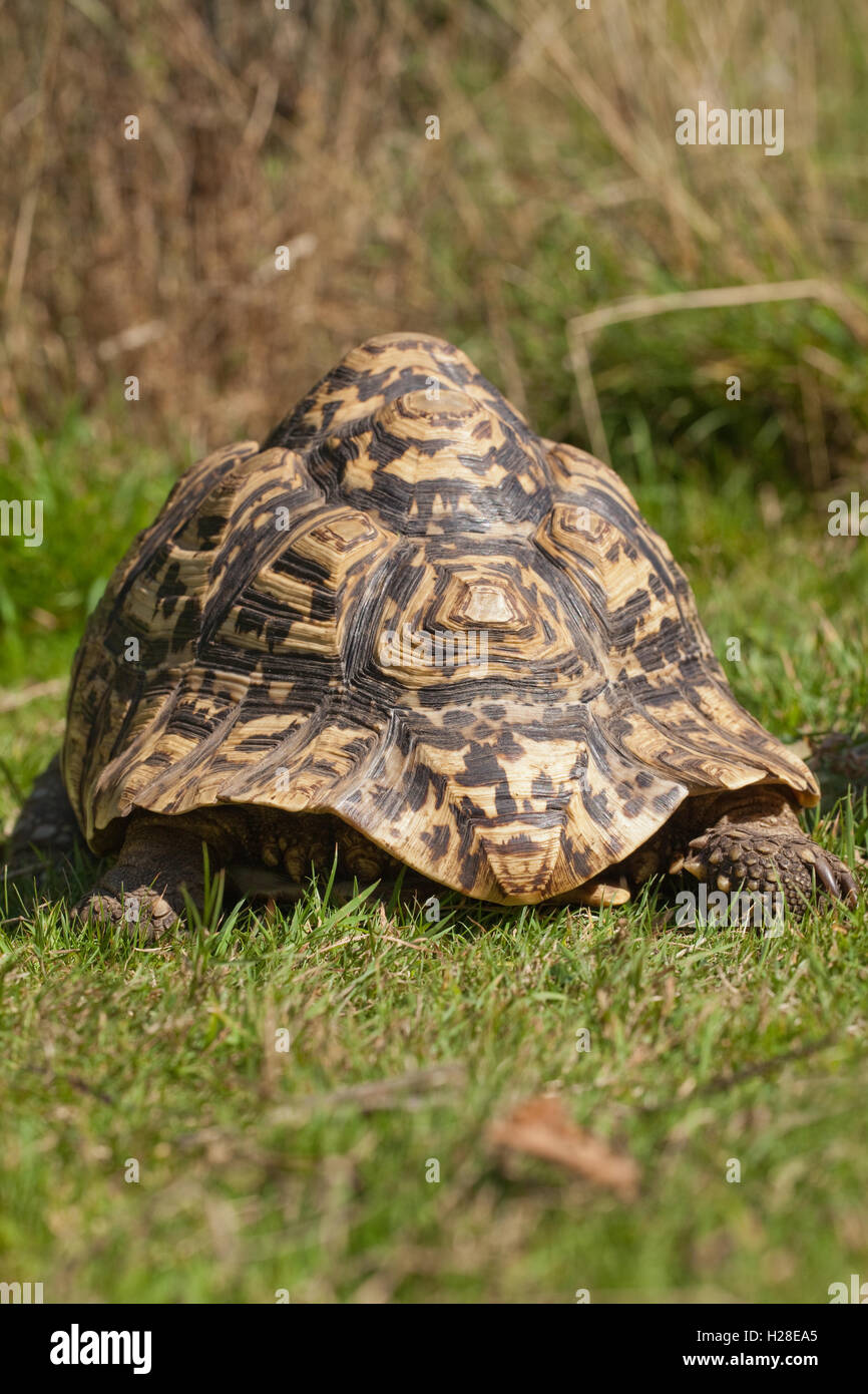 Pyramidal syndrome hi-res stock photography and images - Alamy