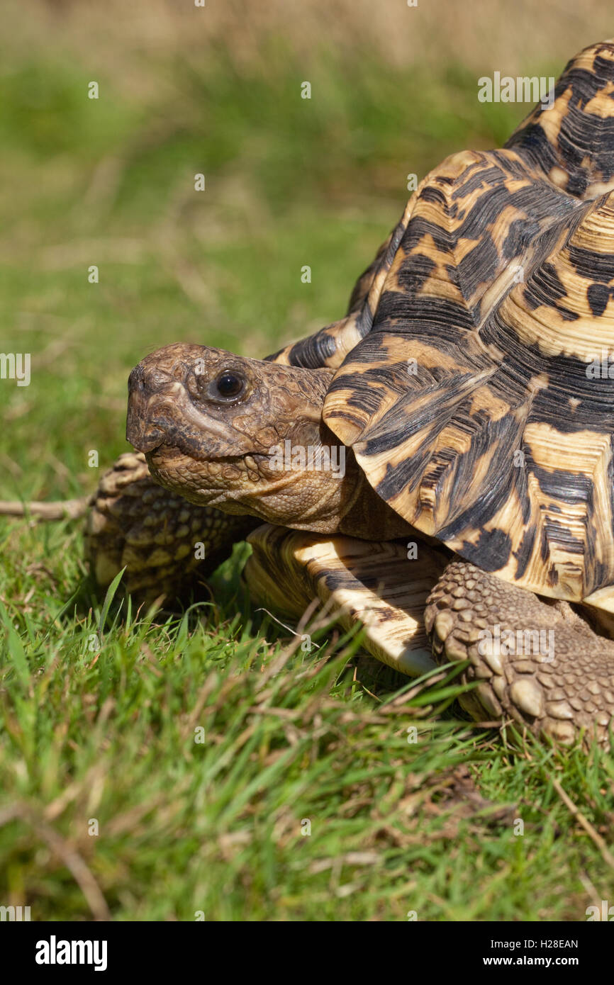 Side view african leopard head hi-res stock photography and images - Alamy