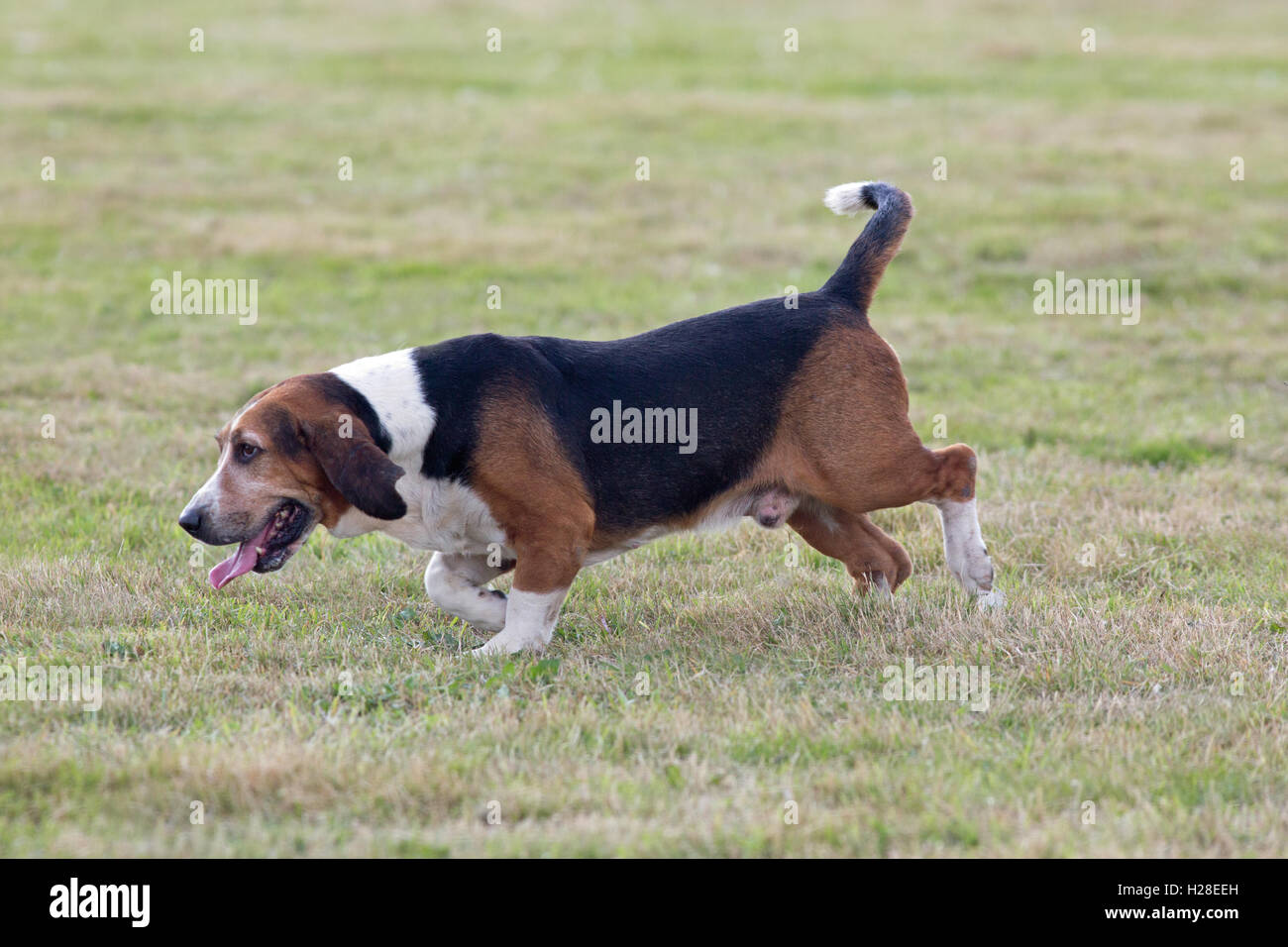 Basset Hound (Canis lupus familiaris). Pack animals bred to hunt Brown ...