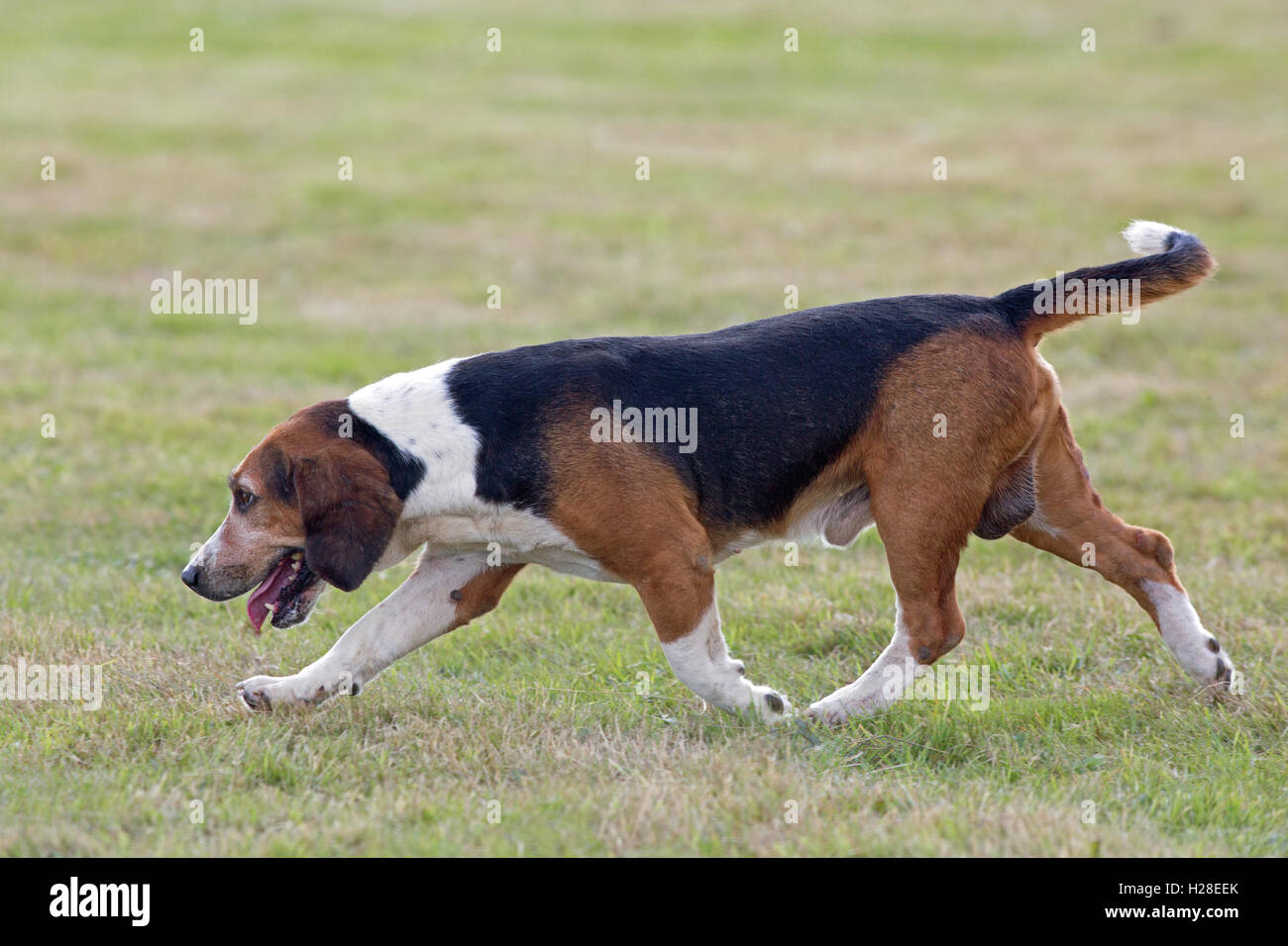 Basset Hound (Canis lupus familiaris). Pack animal bred to hunt Brown ...