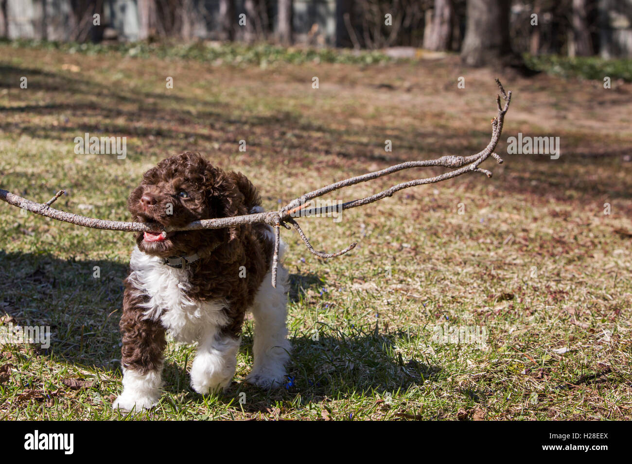 A cute curly brown and white cockapoo puppy Stock Photo - Alamy