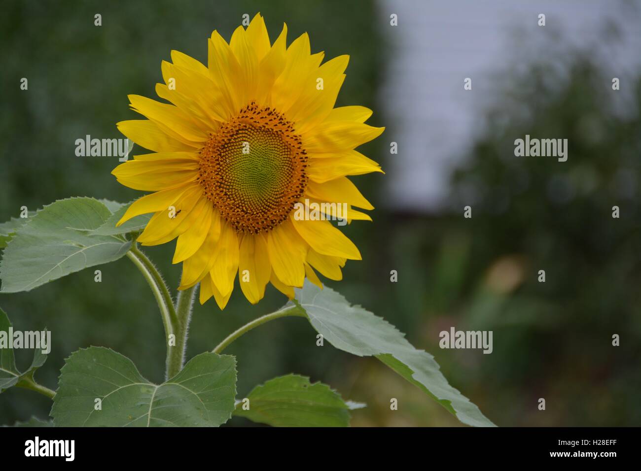 Sunflower with bug hi-res stock photography and images - Alamy
