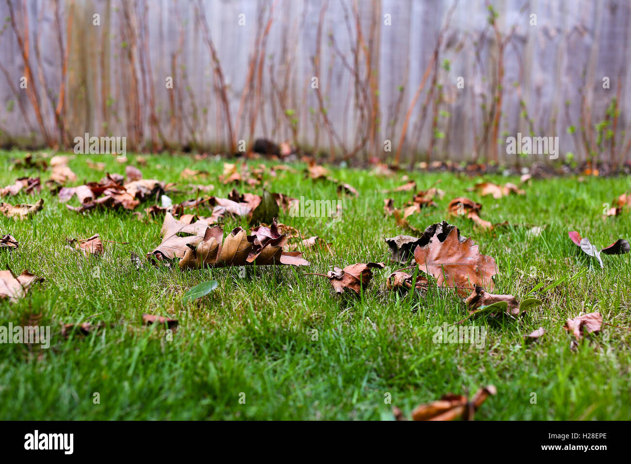 Fallen leaves on a lawn Stock Photo - Alamy