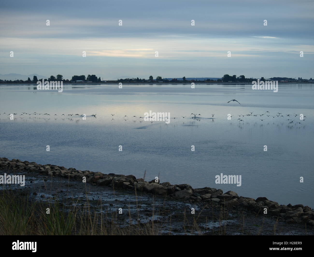 Startled birds hi-res stock photography and images - Alamy
