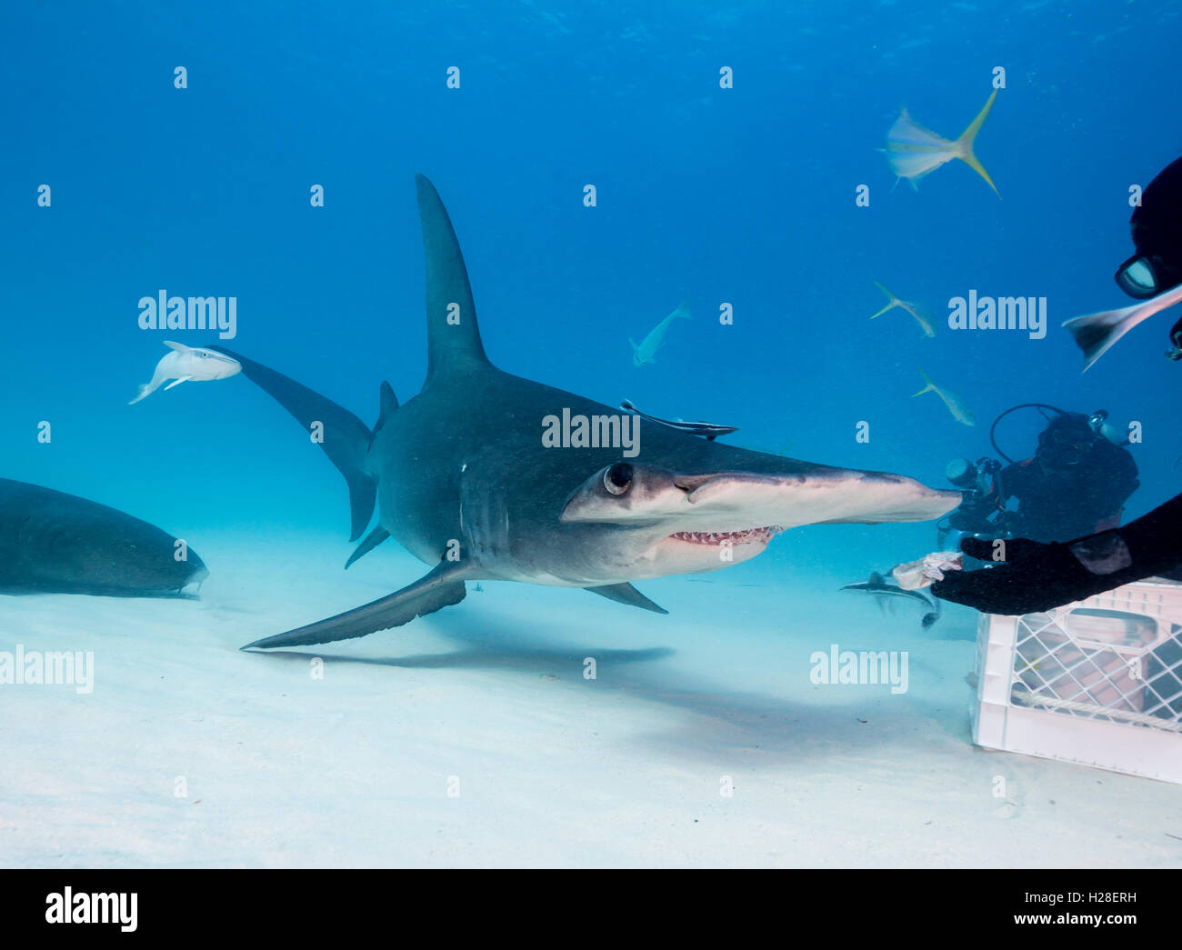 Hammerhead shark underwater at Bimini, Bahamas Stock Photo - Alamy