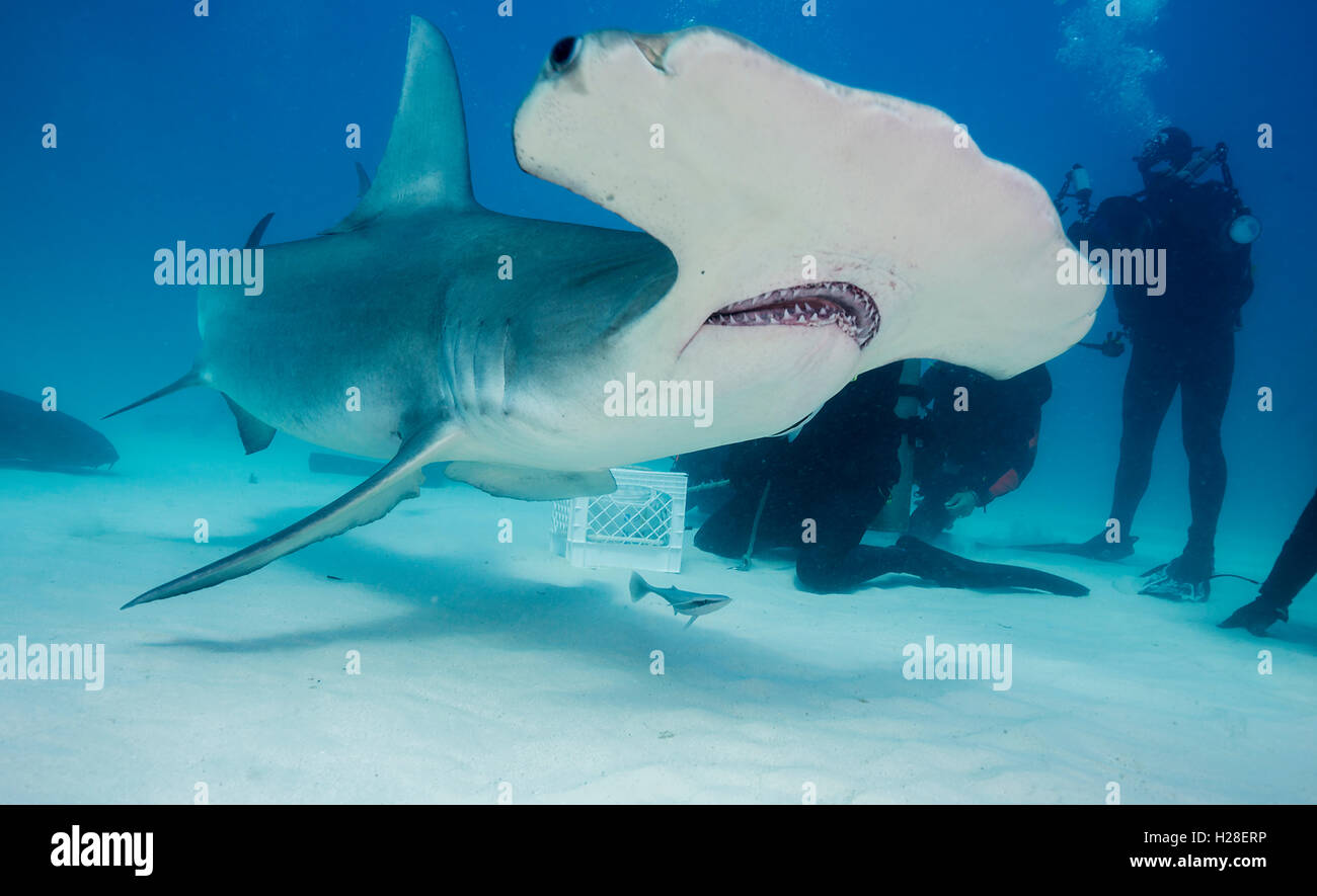 Hammerhead shark underwater at Bimini, Bahamas. Stock Photo - Alamy