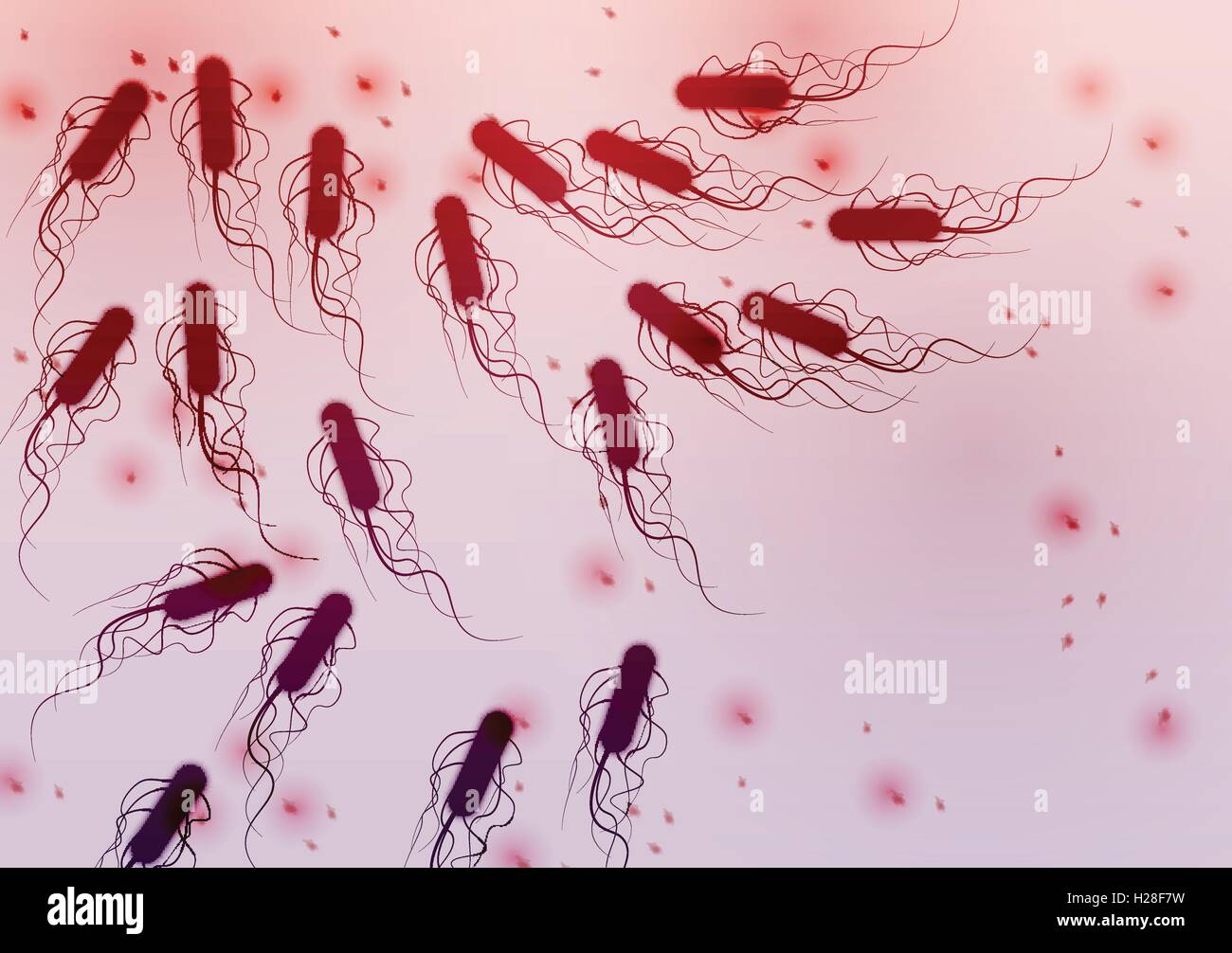 Bacillus subtilis bacteria hi-res stock photography and images - Alamy