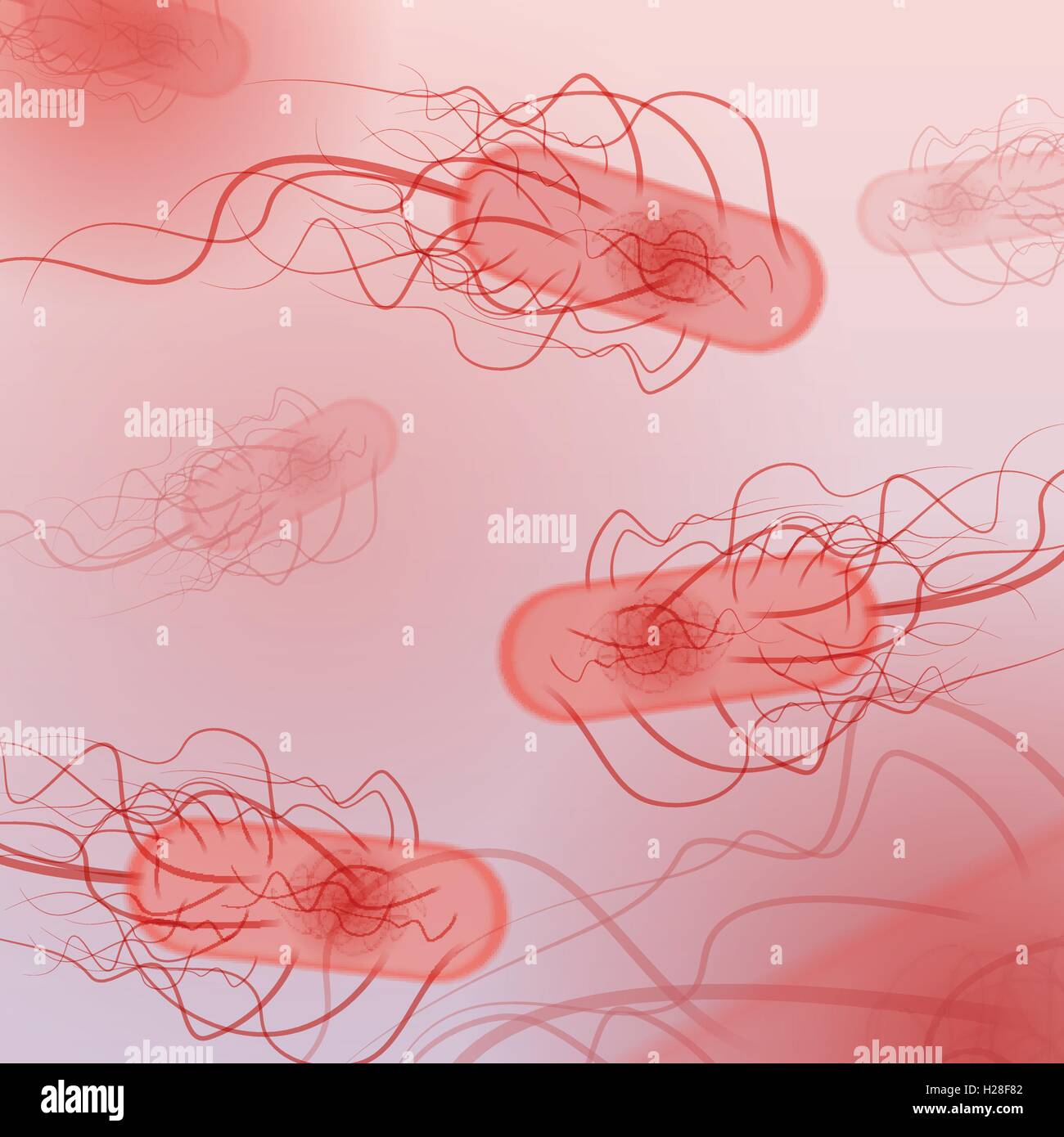 Bacillus Subtilis Bacteria High Resolution Stock Photography and Images - Alamy