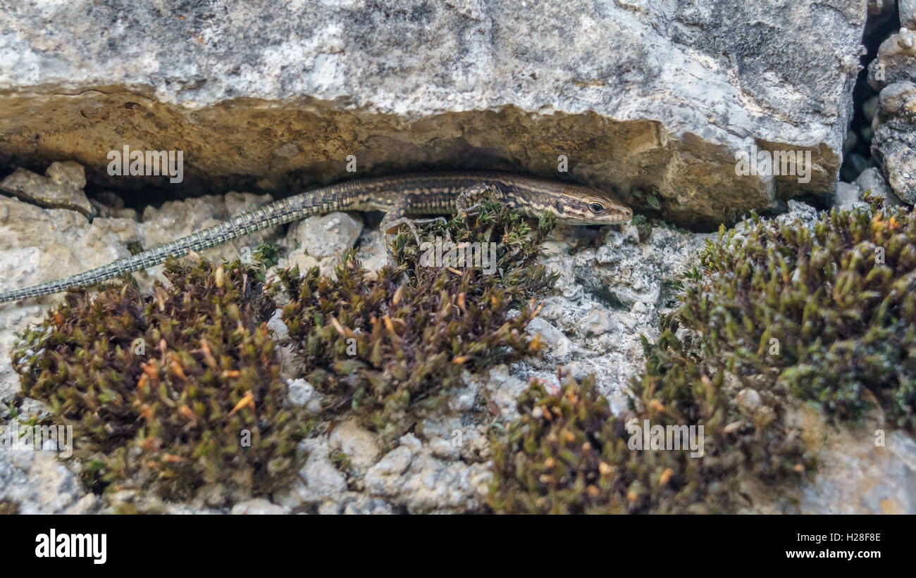 Mountain lizard between moss and rocks Stock Photo - Alamy