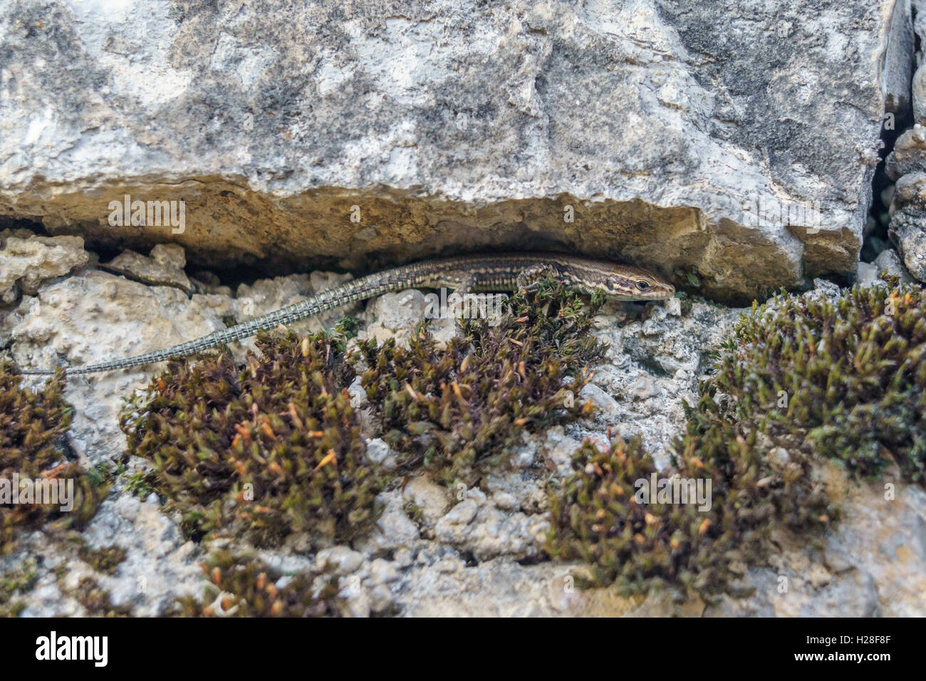 Mountain lizard between moss and rocks Stock Photo - Alamy