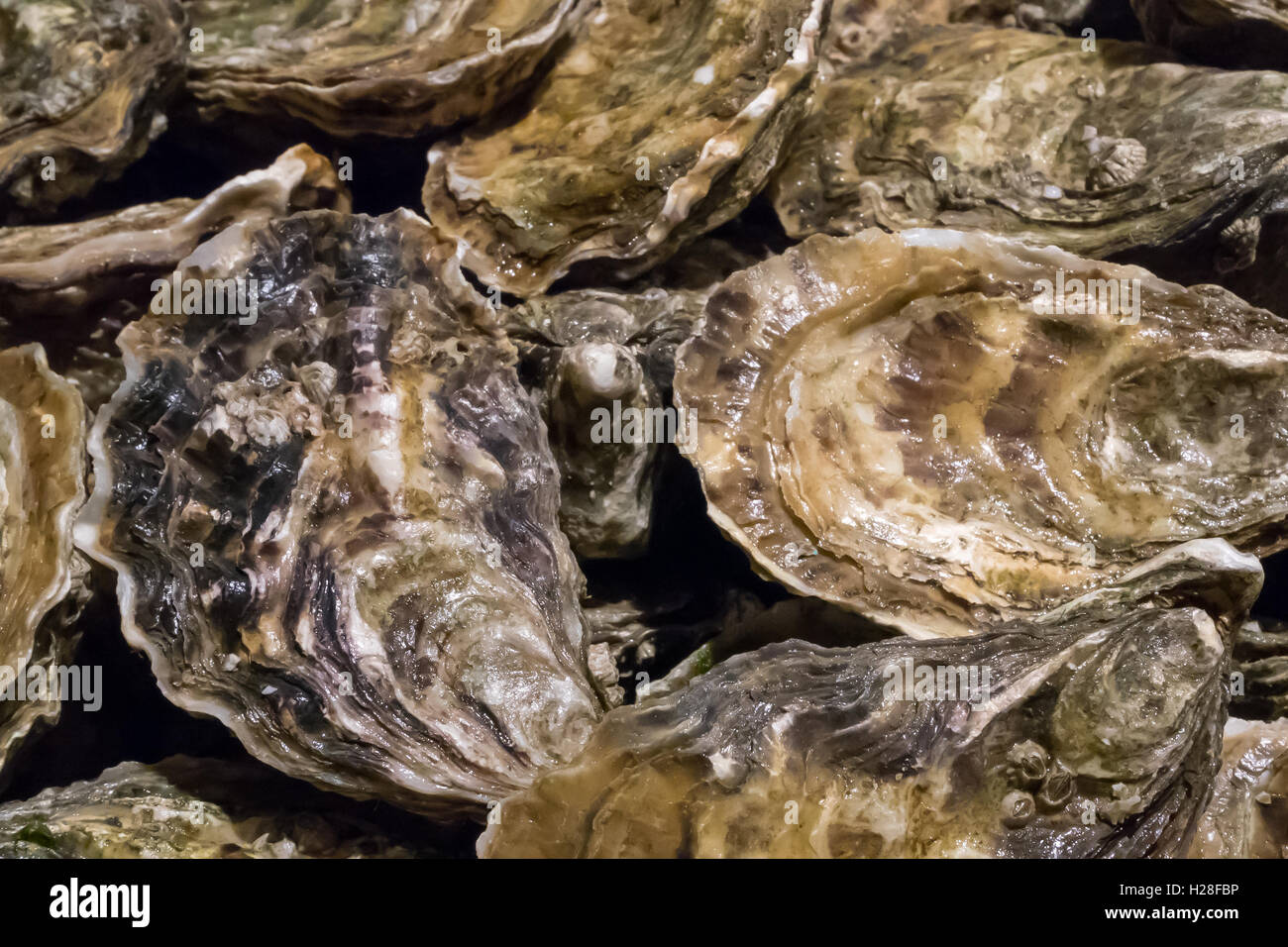 The group of fresh oysters at the fish market Stock Photo - Alamy