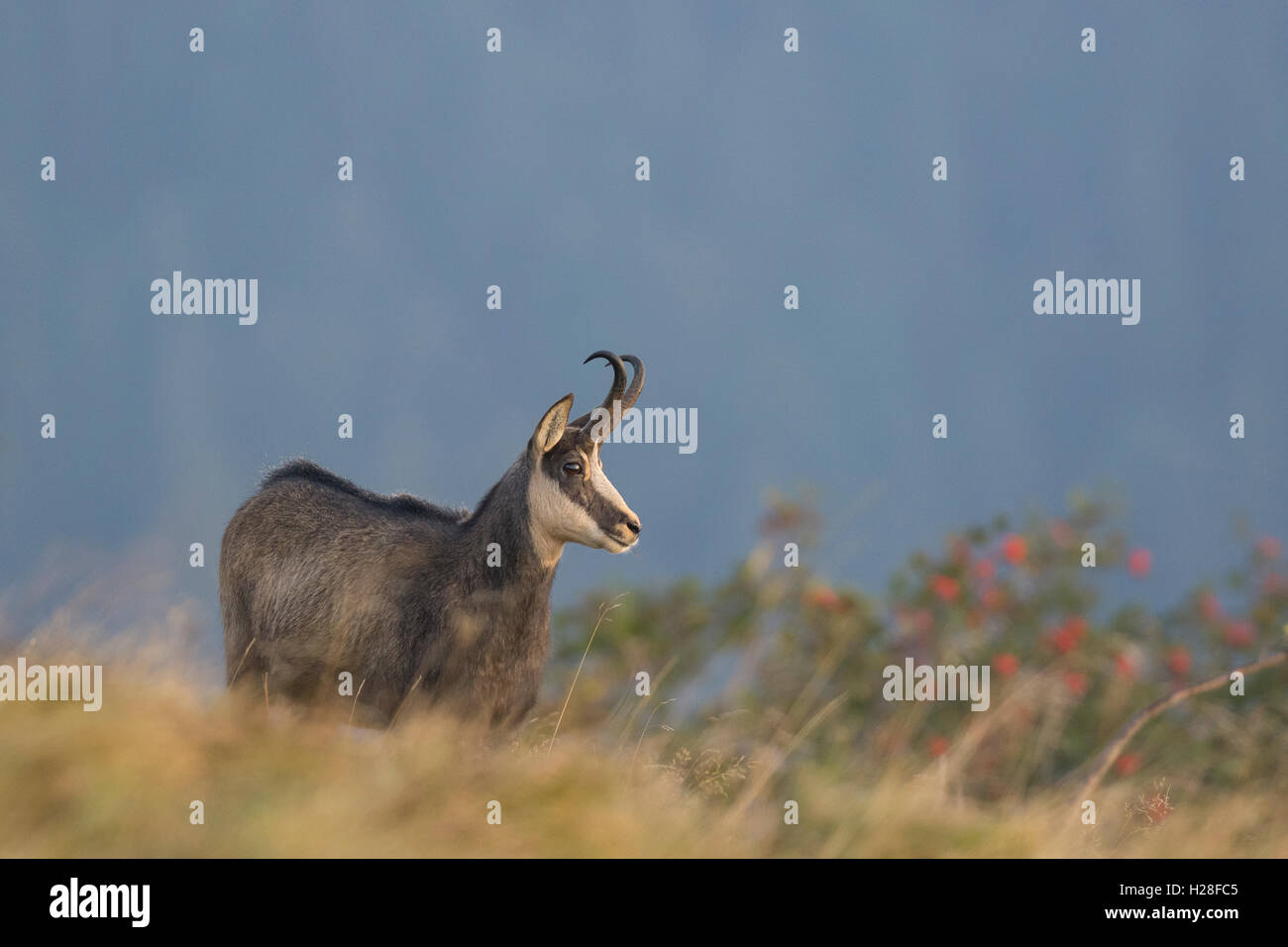 Chamoise hi-res stock photography and images - Alamy