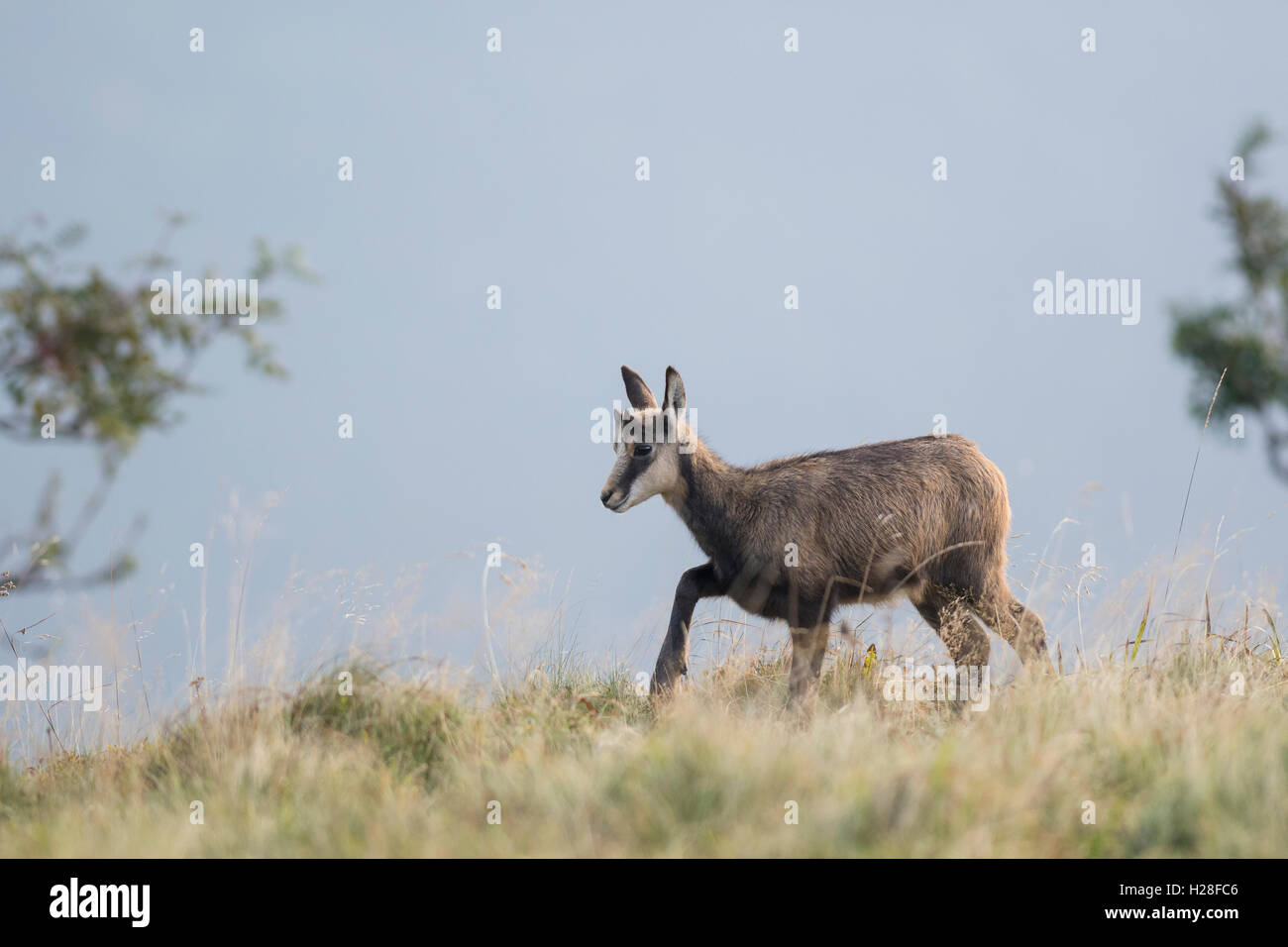 Chamoise hi-res stock photography and images - Alamy