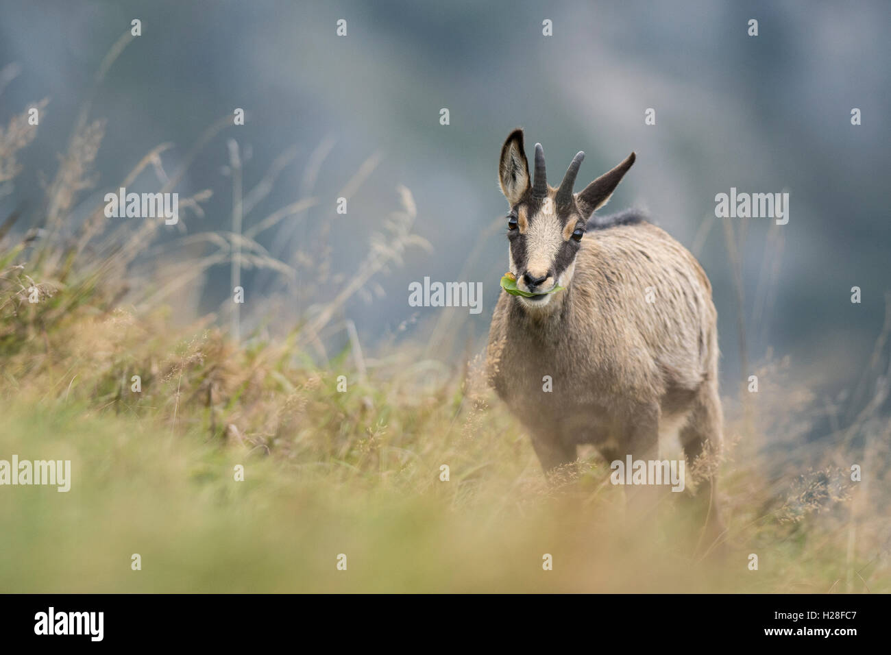 Mountain alpine habitat rock rocky climb hi-res stock photography and ...