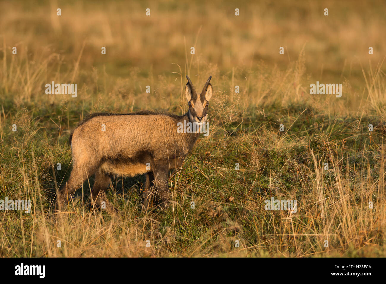 Chamoise hi-res stock photography and images - Alamy