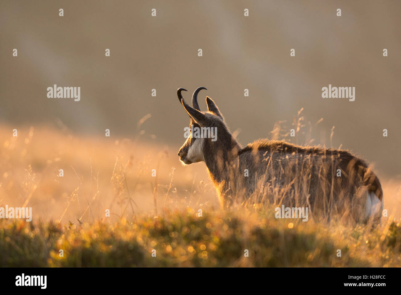 Mountain alpine habitat rock rocky climb hi-res stock photography and ...