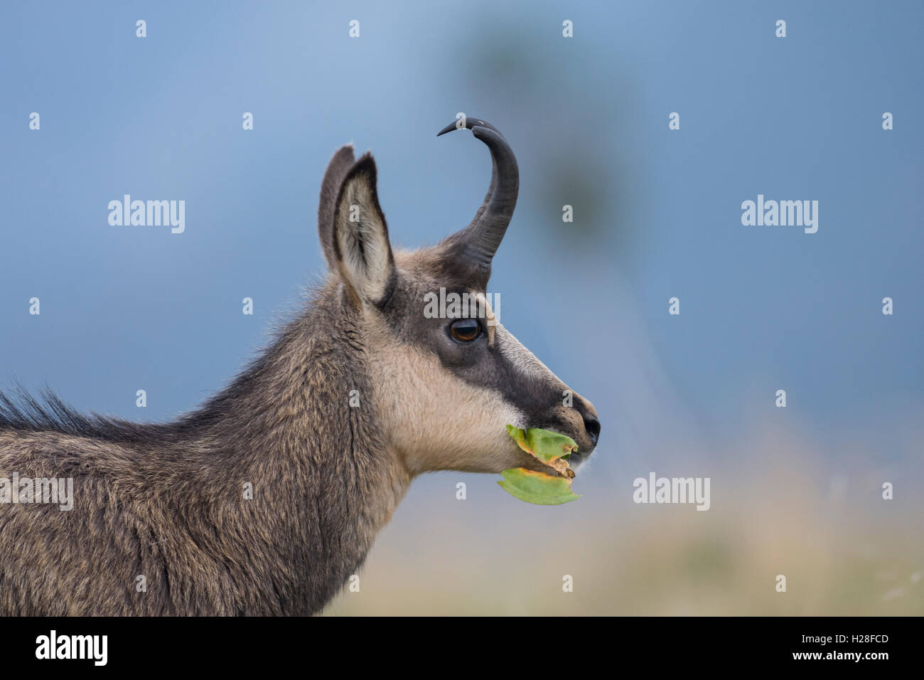 Mountain alpine habitat rock rocky climb hi-res stock photography and ...