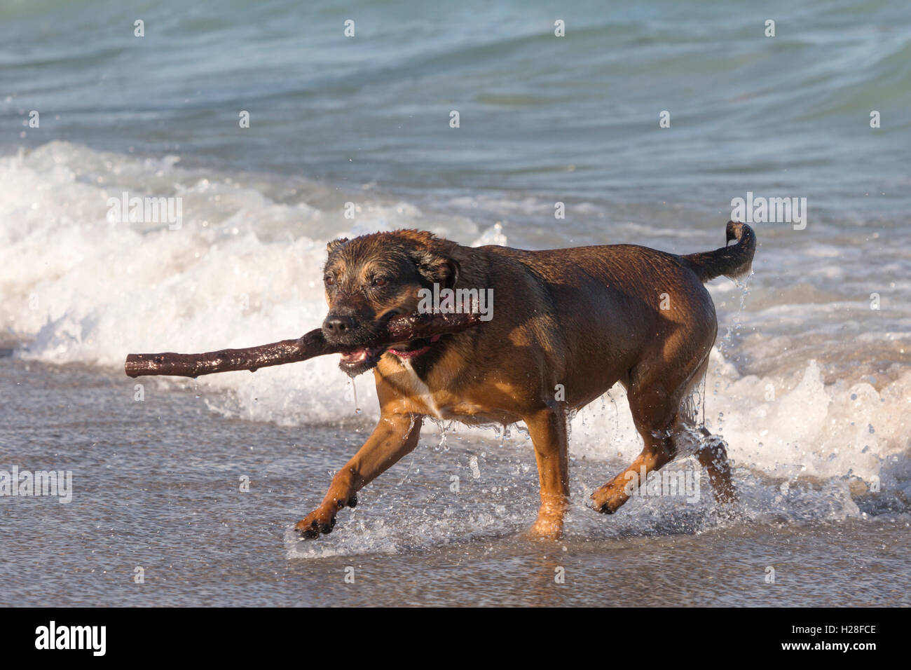 Big stick hi-res stock photography and images - Alamy