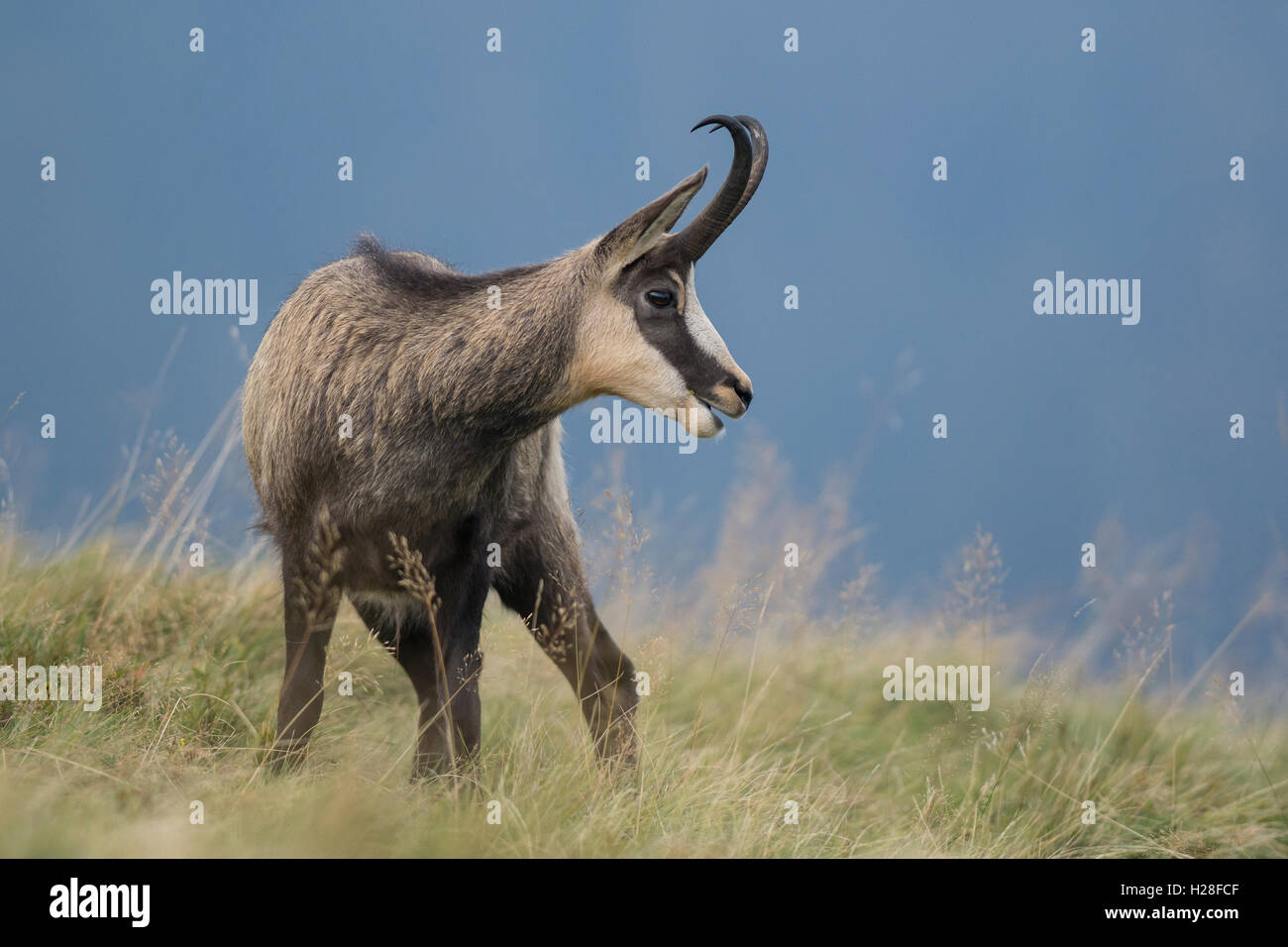 Mountain alpine habitat rock rocky climb hi-res stock photography and ...