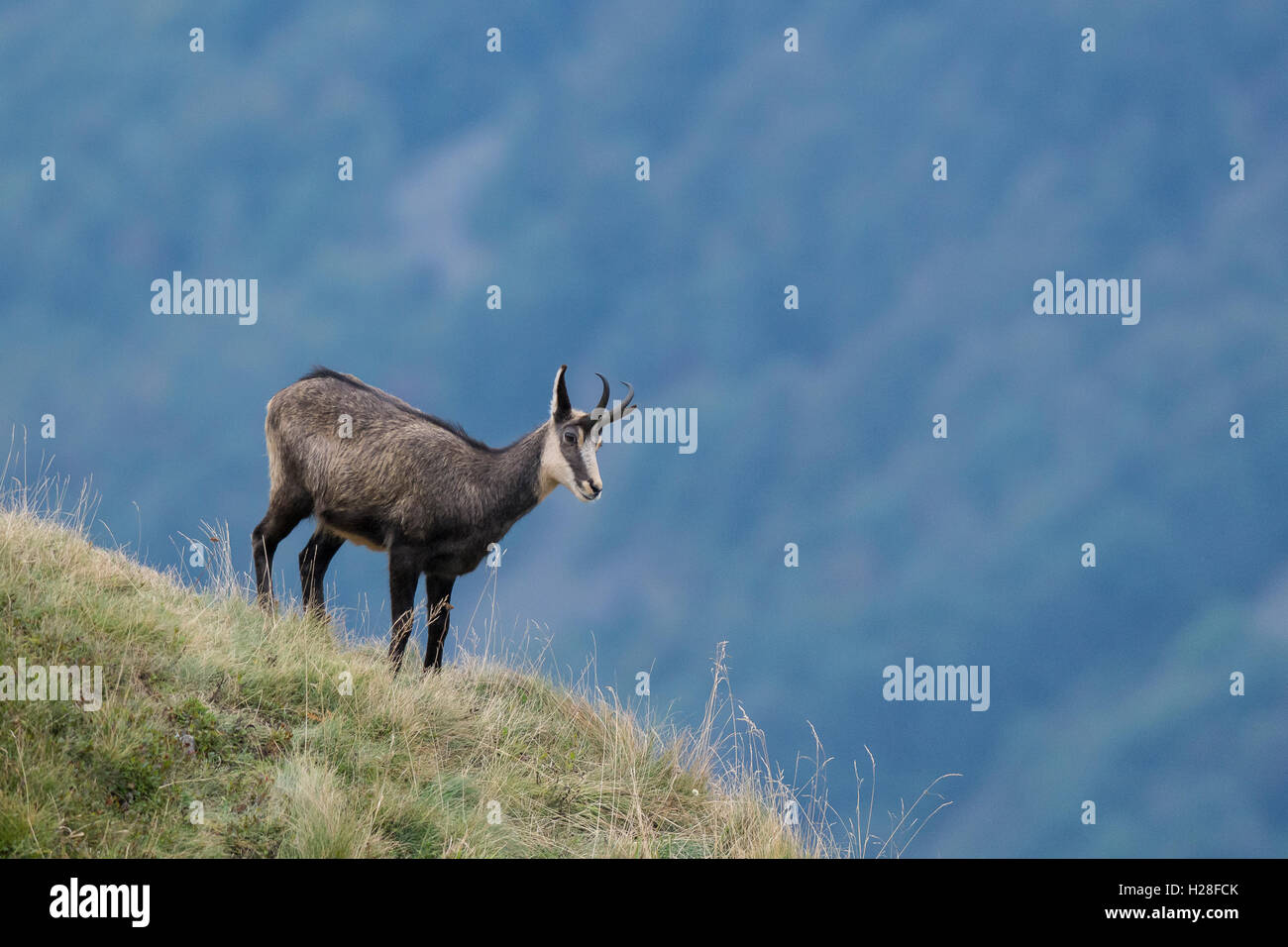 Mountain alpine habitat rock rocky climb hi-res stock photography and ...