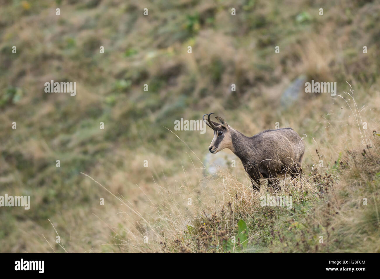 Mountain alpine habitat rock rocky climb hi-res stock photography and ...