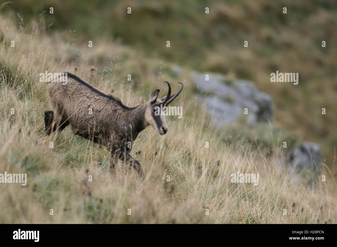 Chamoise hi-res stock photography and images - Alamy