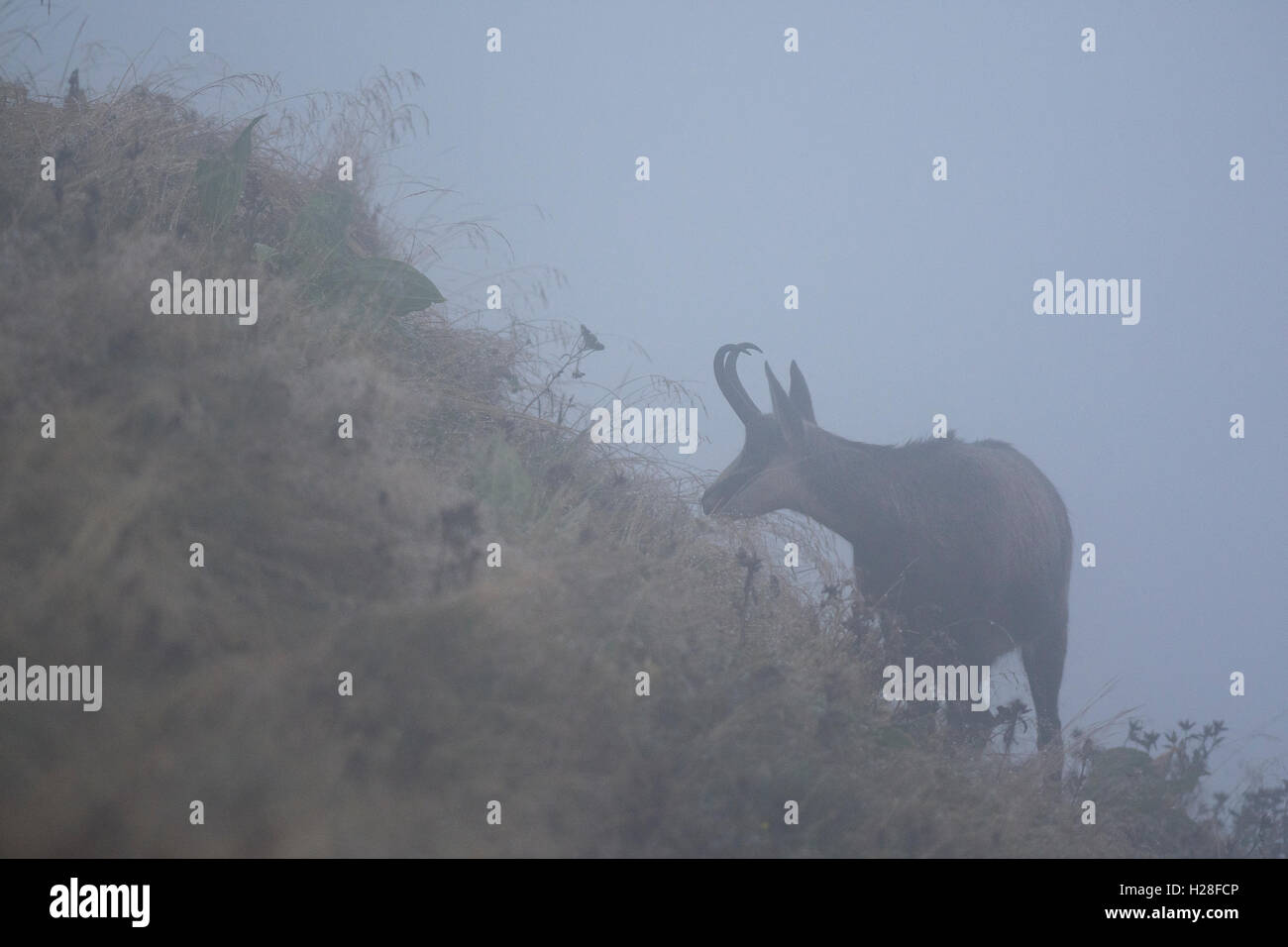 Peak climb rock alpine hi-res stock photography and images - Alamy