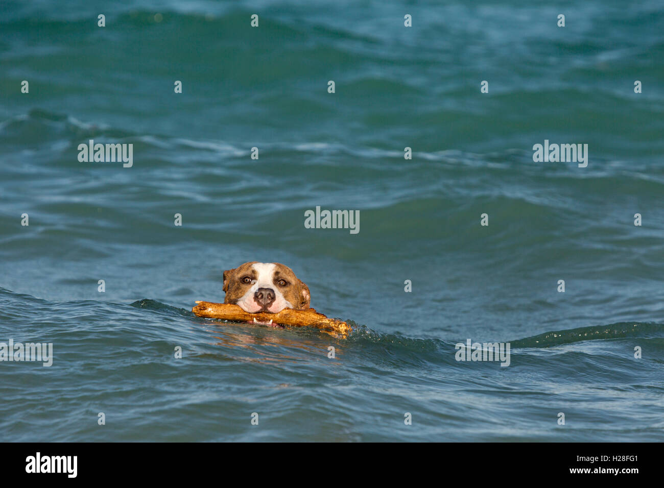 A cute brown and white dog retrieving a stick in the ocean Stock Photo ...