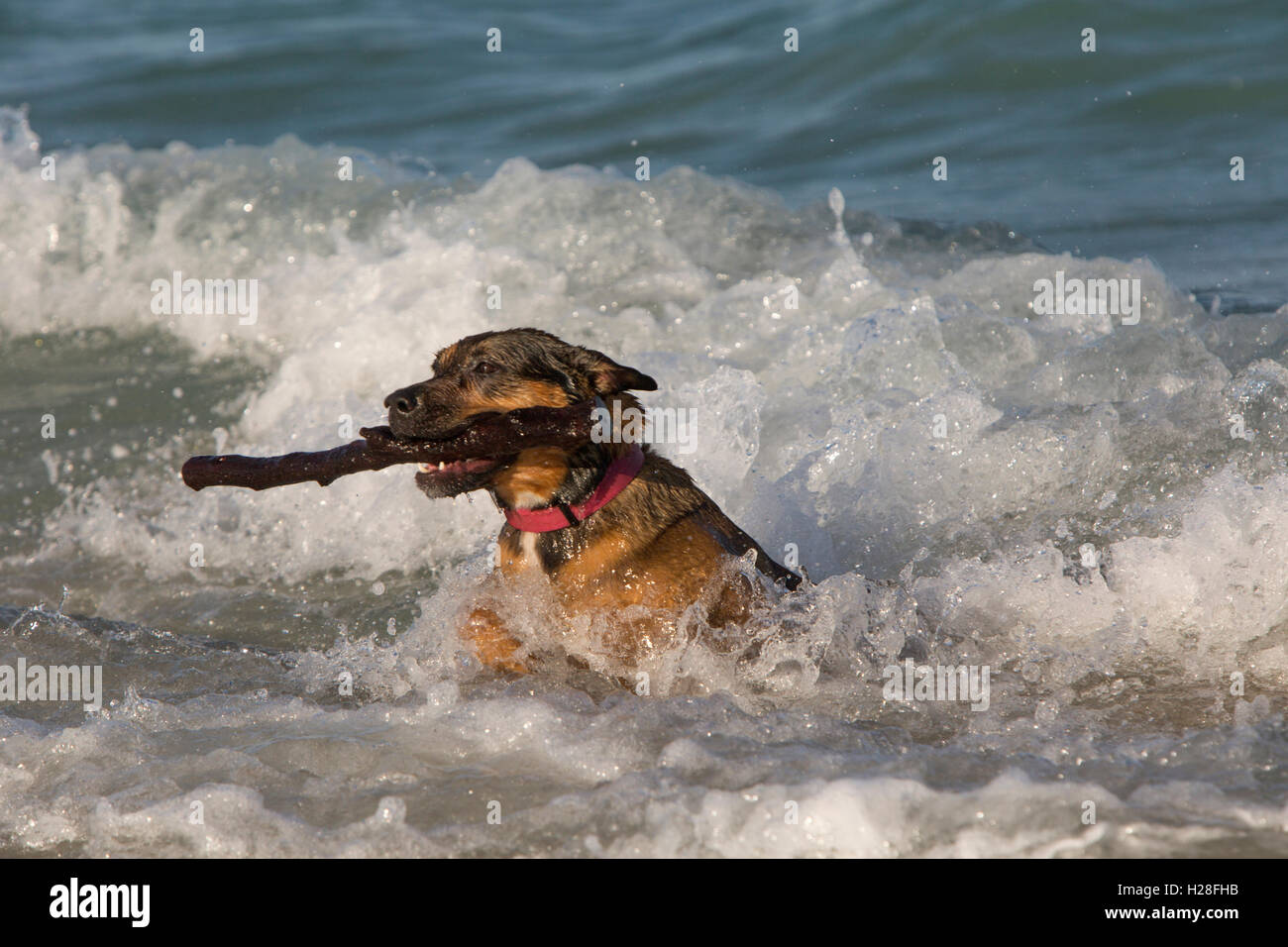 Dog and stick hi-res stock photography and images - Alamy