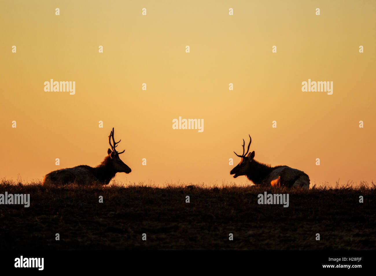 Wildlife point reyes hi-res stock photography and images - Alamy