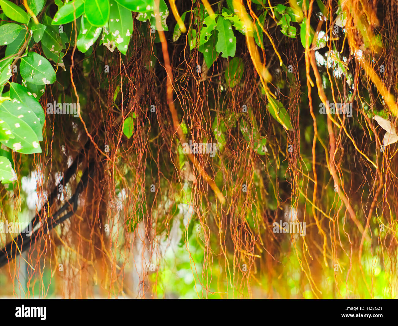 Golden Fig, Weeping Fig, Weeping or Java Fig, Weeping Chinese Bonyan ...