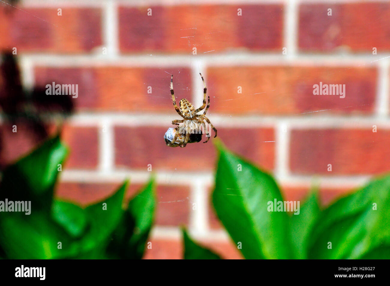 ORB SPIDER WRAPPING BEE Stock Photo - Alamy