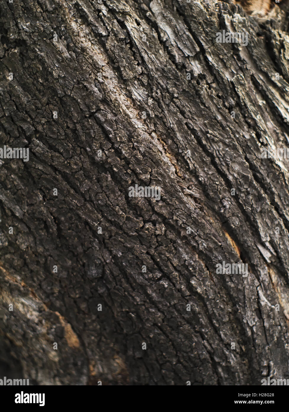 Tree bark texture hi-res stock photography and images - Alamy