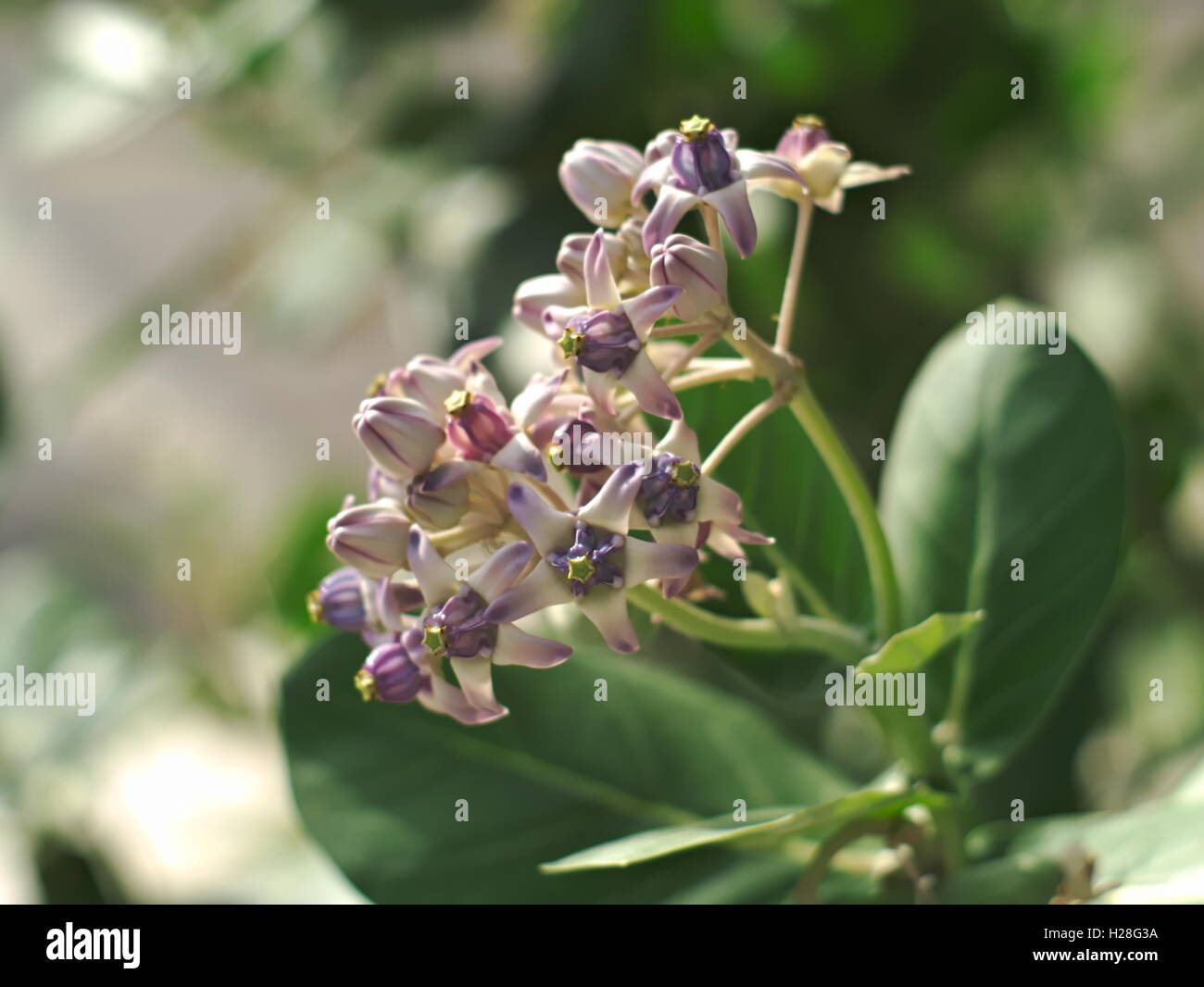 blooming Calotropis gigantea or crown flower with leaves Stock Photo ...