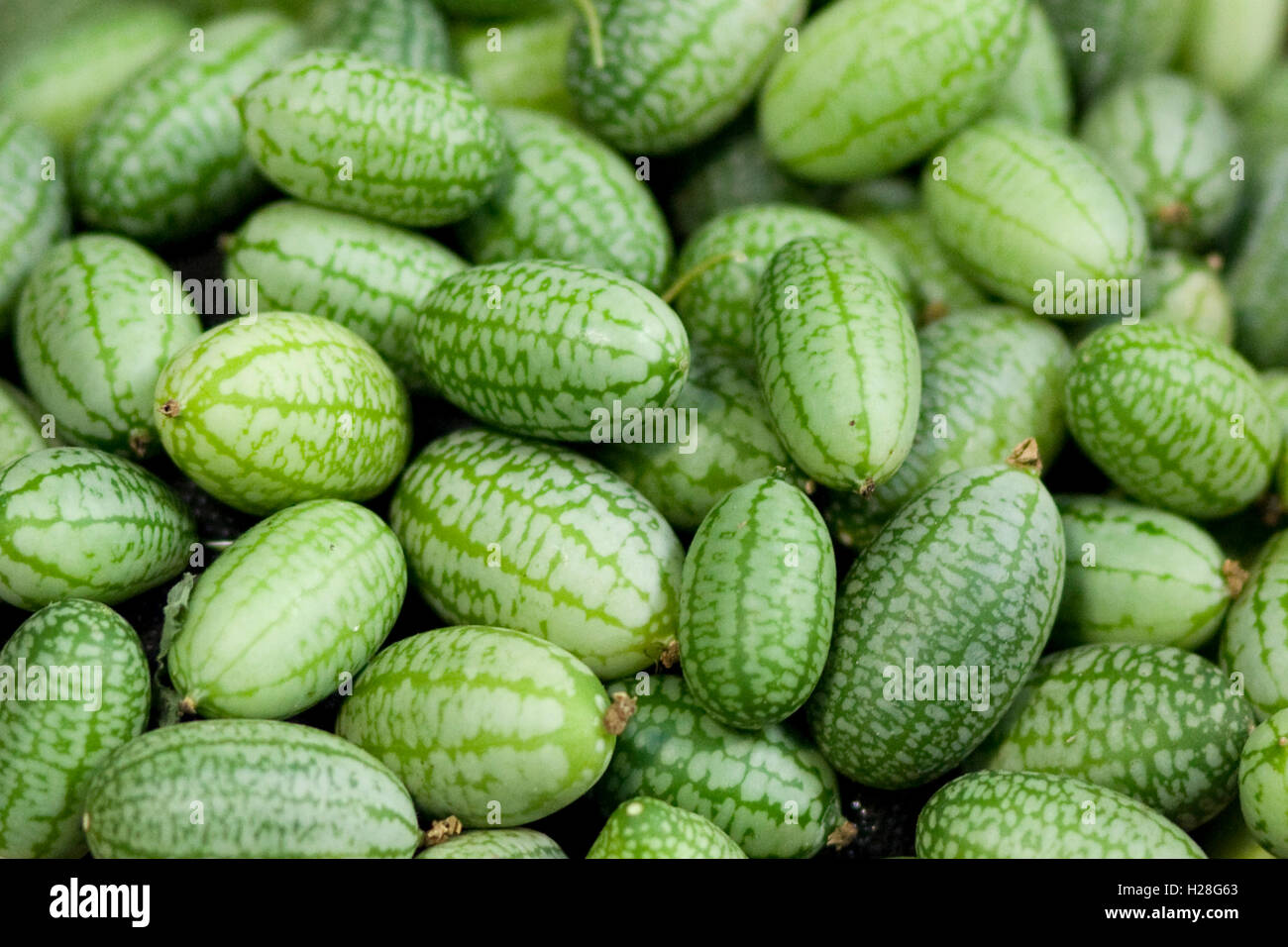Cucamelon hi-res stock photography and images - Alamy