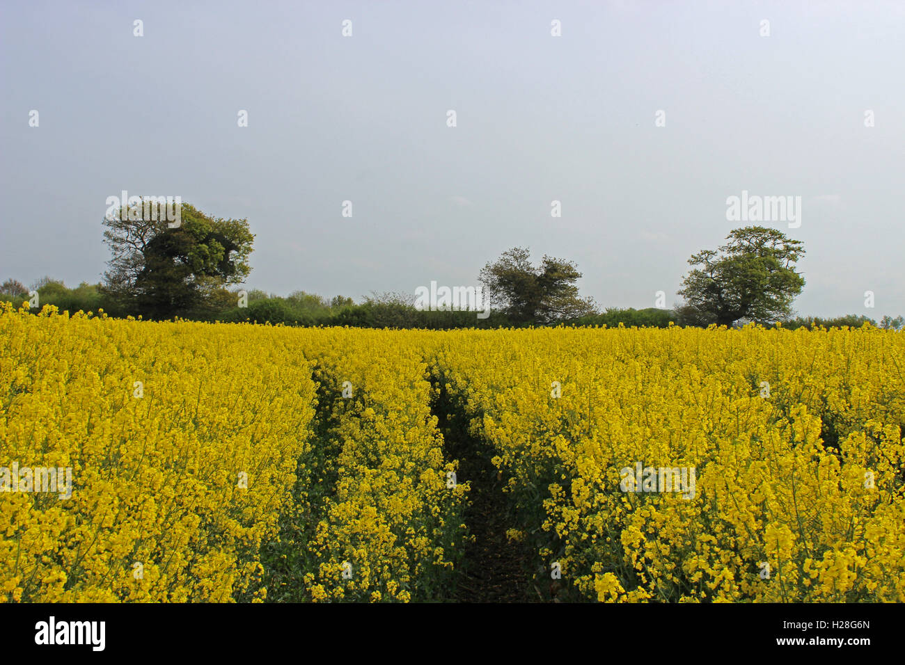 Rapeseed field and trees Stock Photo - Alamy