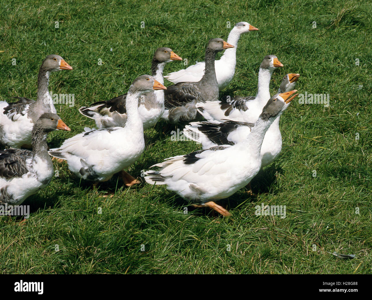Tame an animal hi-res stock photography and images - Alamy