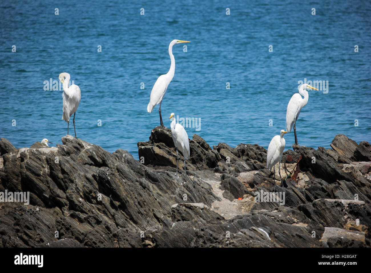 Fauna de rio hi-res stock photography and images - Alamy