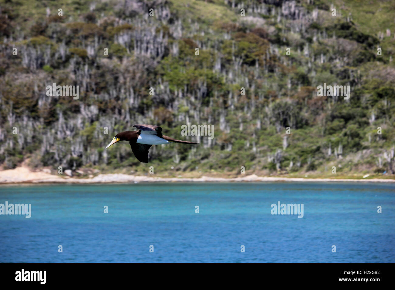 The Booby is a seabird of Sulidae family living on the coast of ...