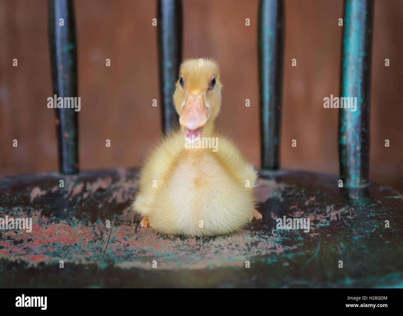 Sitting duckling hi-res stock photography and images - Alamy