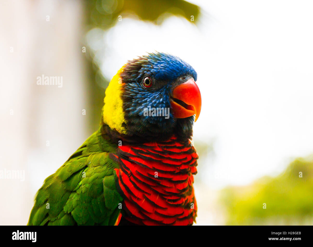 A Lory bird close up Stock Photo - Alamy