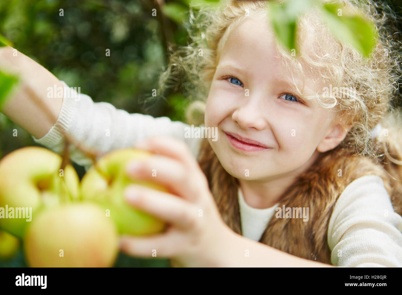 Gril with curly hair picking up apples during harvesting time in autumn ...