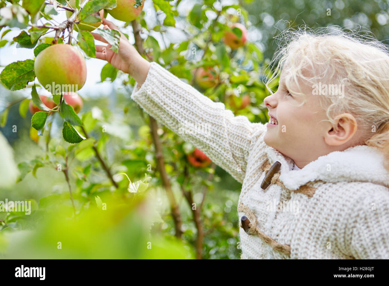 Little girl picking up apples in autumn Stock Photo - Alamy