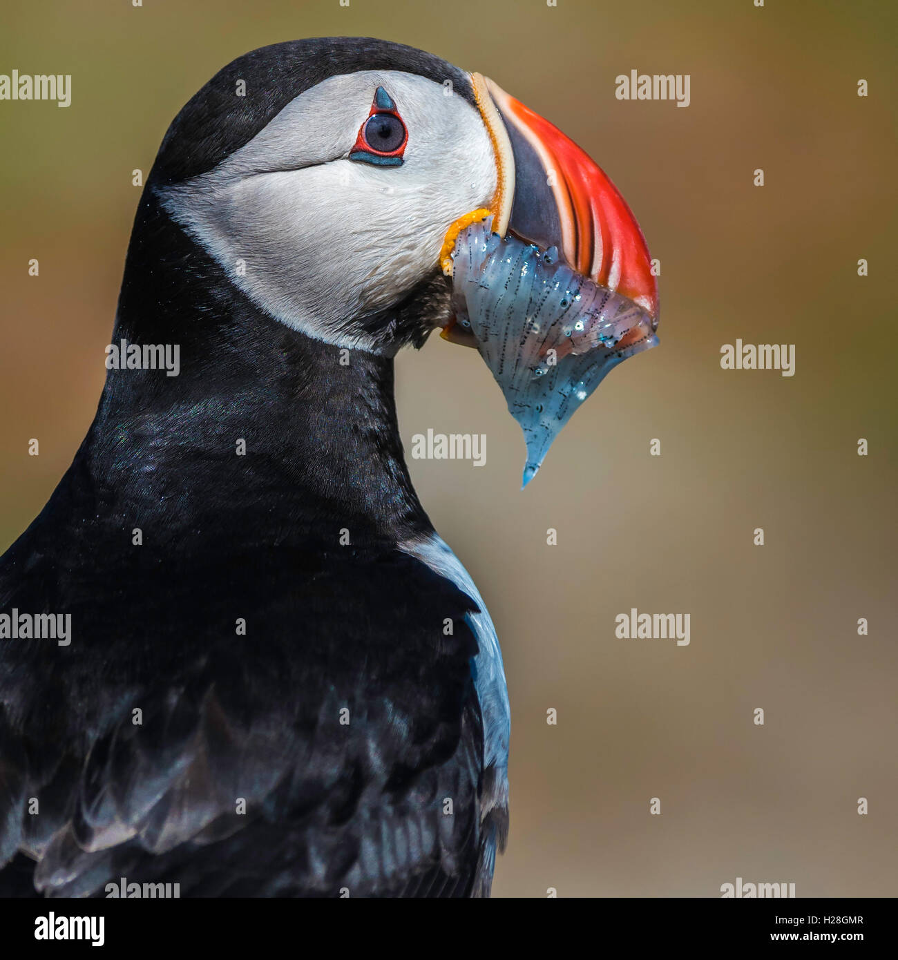 Puffin iceland hi-res stock photography and images - Alamy
