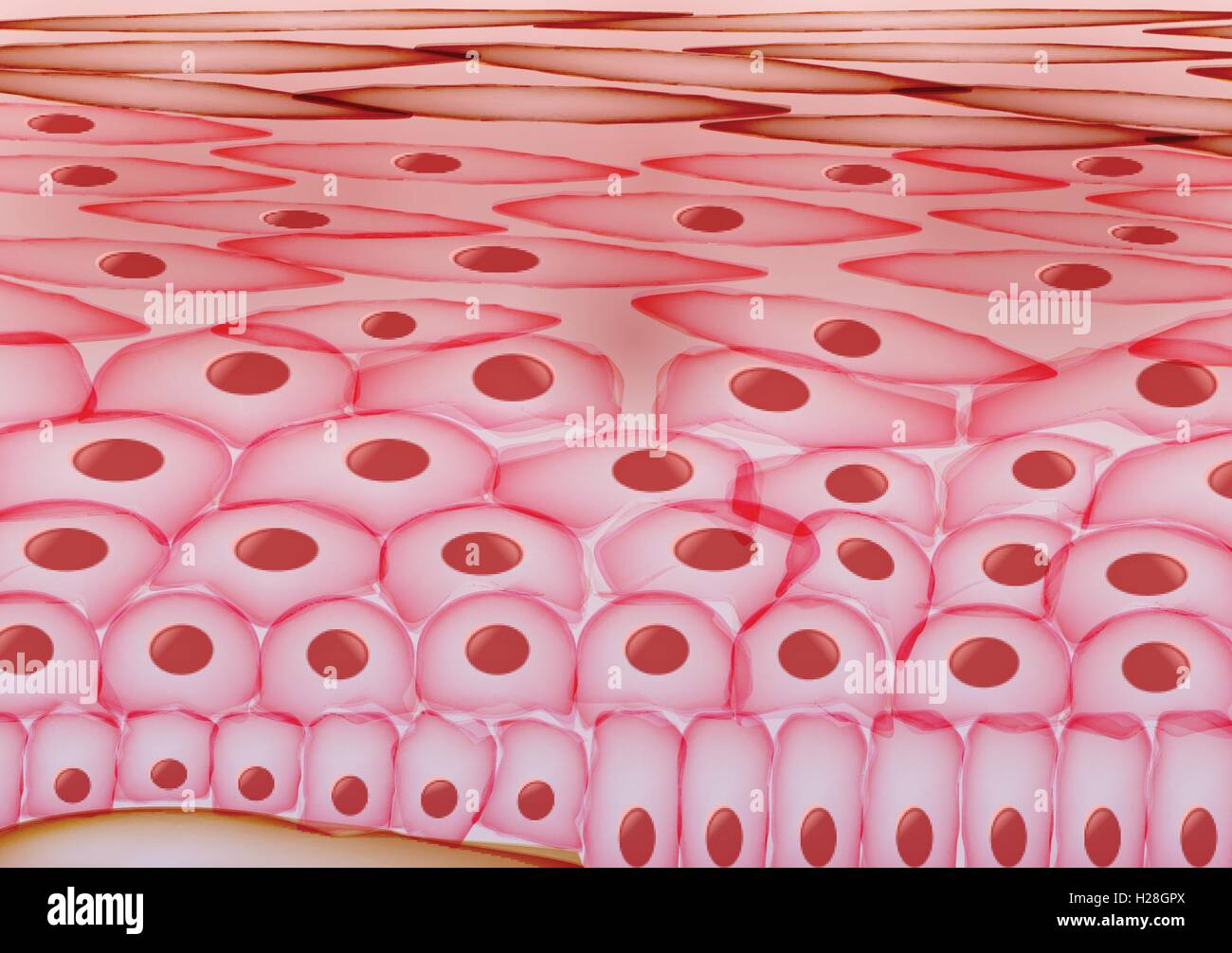 Cross section of skin inflammation hi-res stock photography and images ...