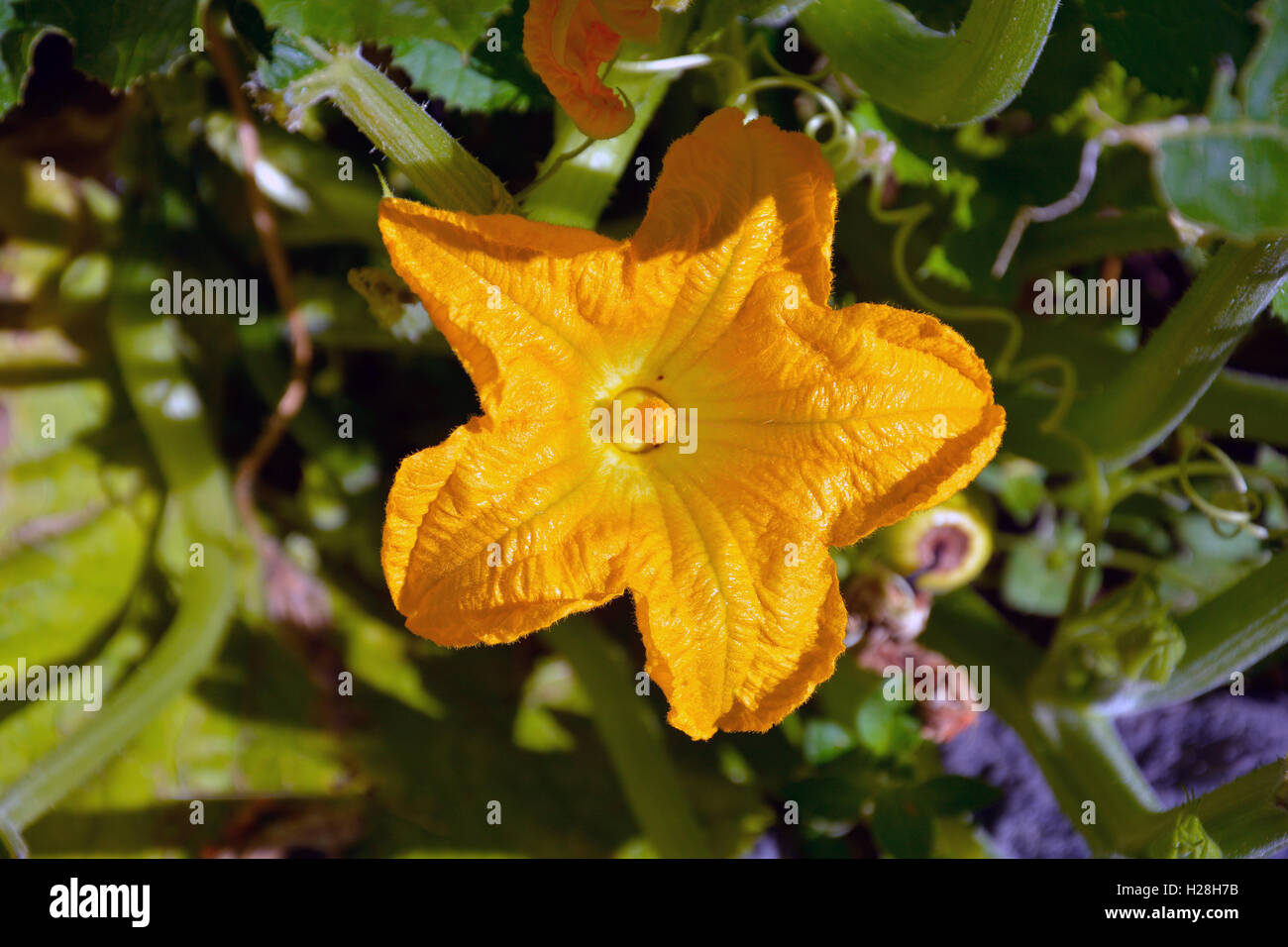 Blossom fall hi-res stock photography and images - Alamy