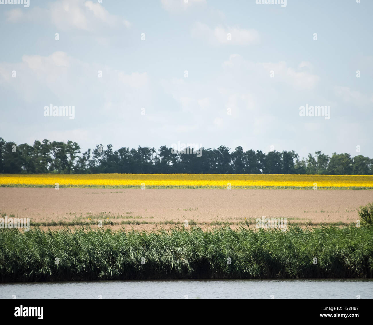 Yellow rapeseed flower field and blue sky near the river. Rapeseed ...