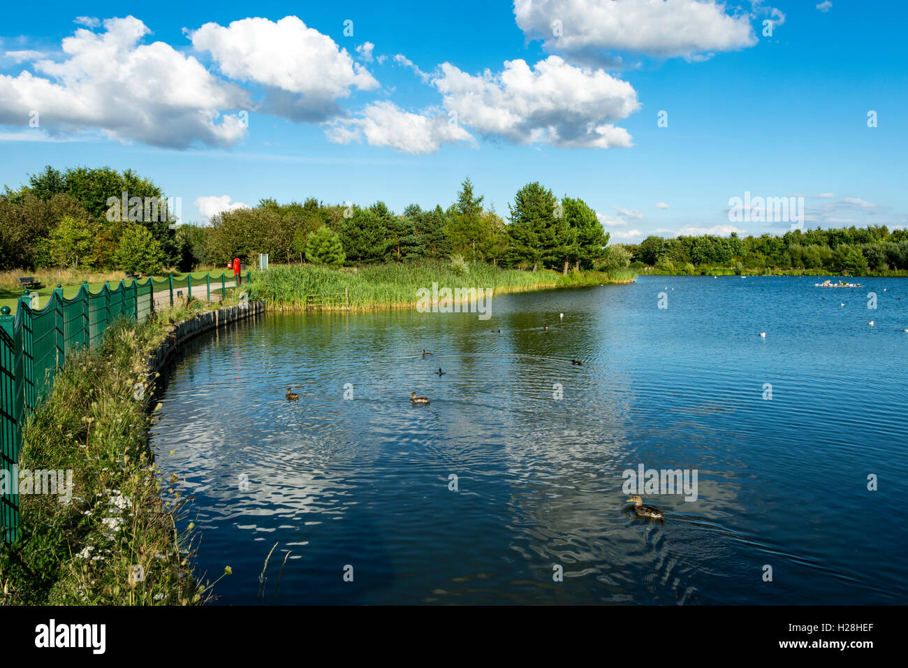 The lake at Rushcliffe Country Park, Ruddington, Nottingham, England ...
