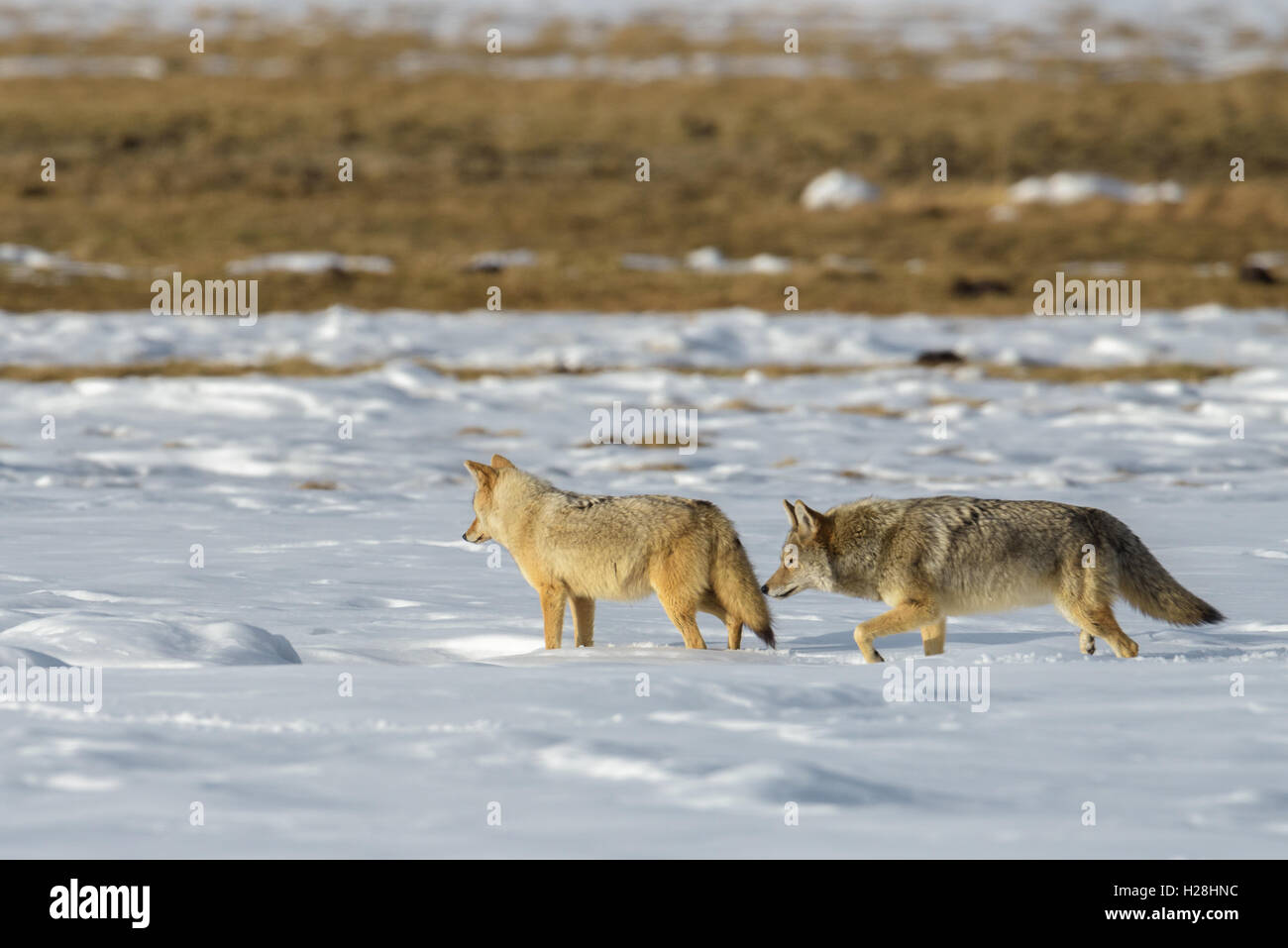 Yellowstone predator hi-res stock photography and images - Alamy