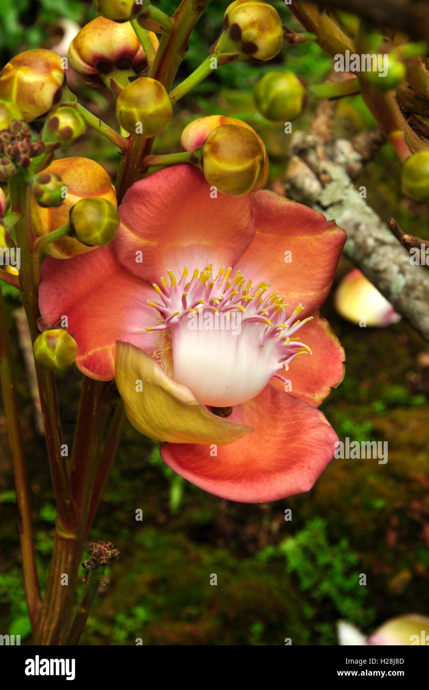 Cannonball tree (Couroupita guianensis Stock Photo - Alamy